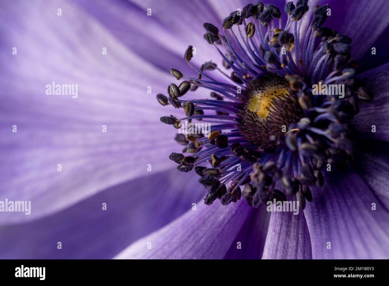 Beautiful macro shot of a purple anemone flower. Border art design ...