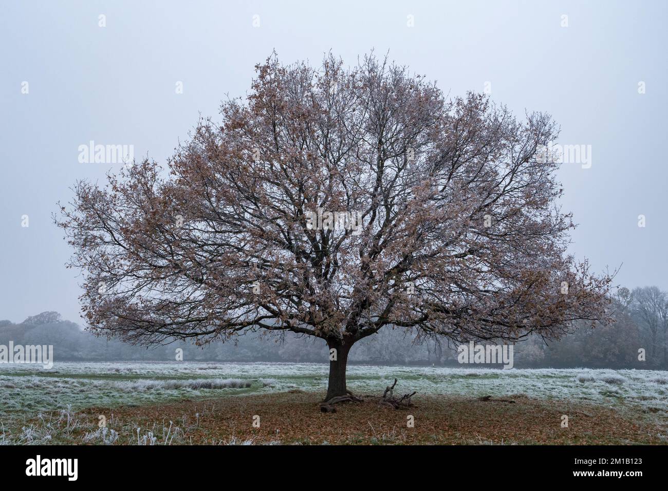 Frost covered oak tree in Richmond Park, Surrey, UK Stock Photo - Alamy
