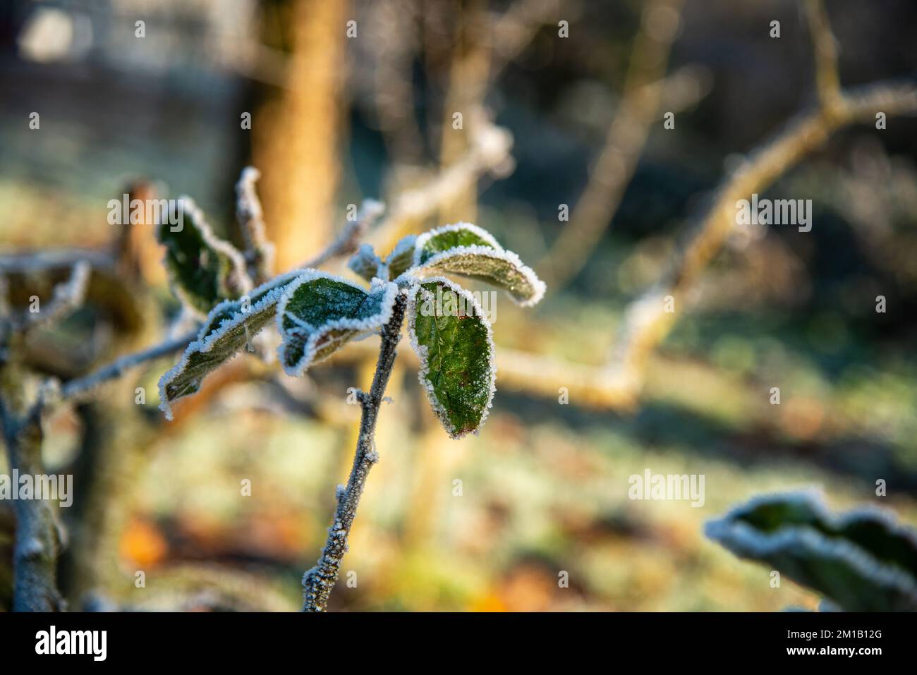Green vegetation and other objects covered with frost , after frost in ...