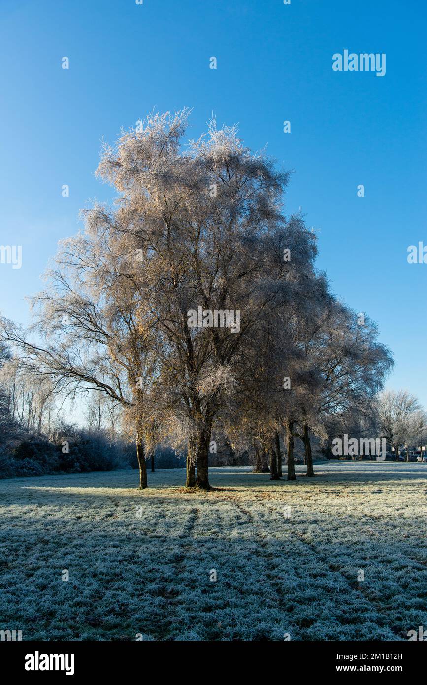 Green vegetation and other objects covered with frost , after frost in ...