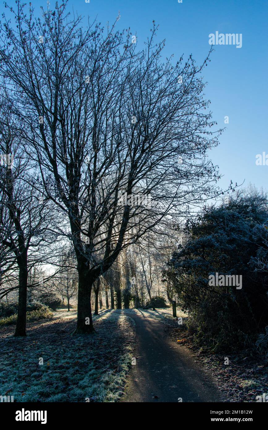 Green vegetation and other objects covered with frost , after frost in ...