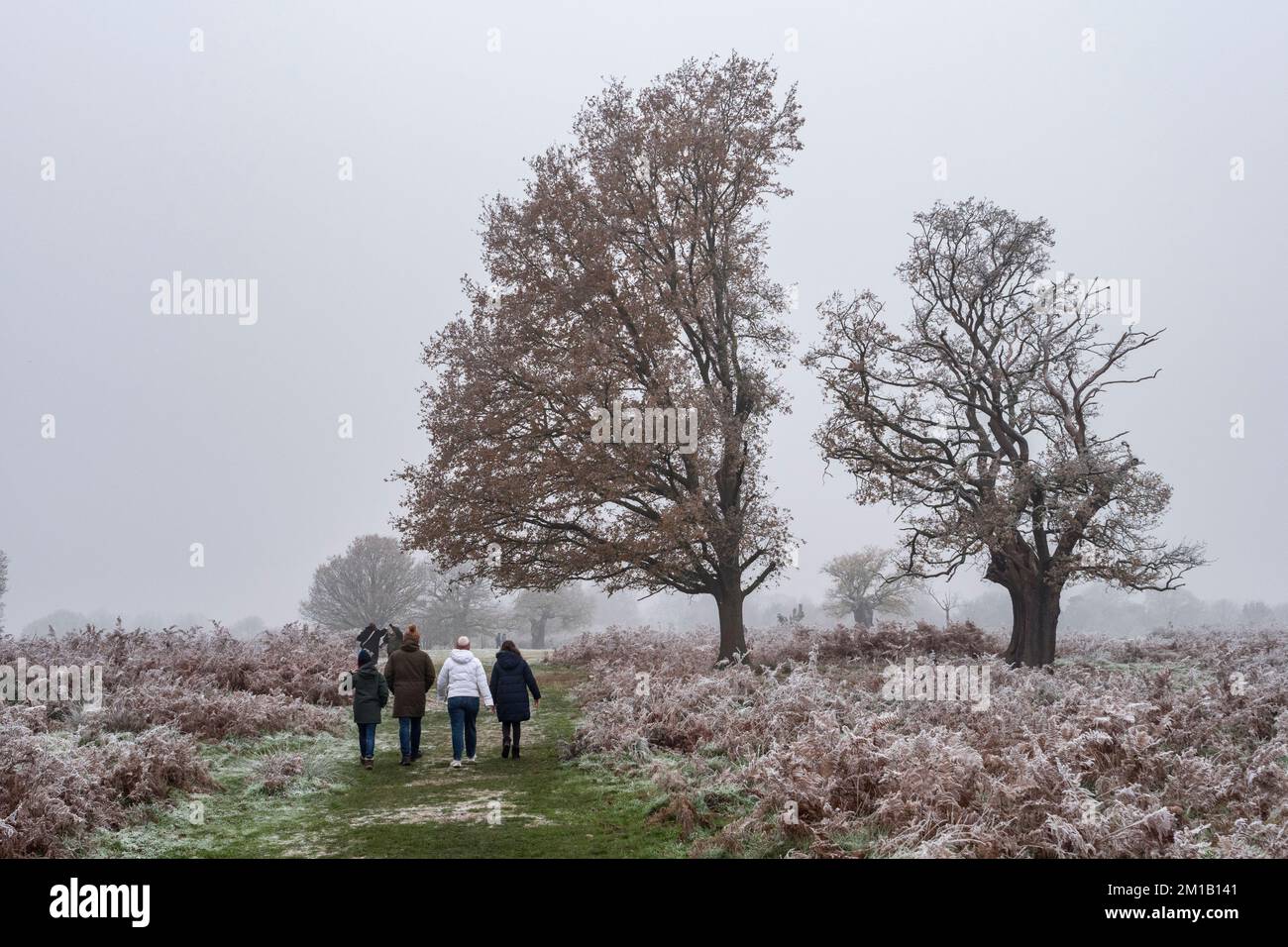 A group walking towards a half-tree oak tree in Richmond Park, Surrey ...