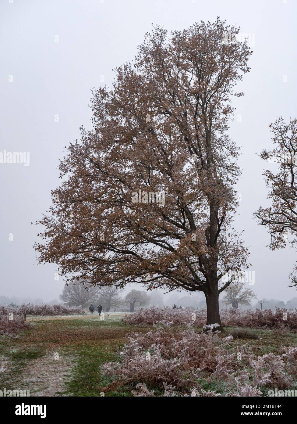 Unusual half-tree oak tree in Richmond Park, Surrey, UK Stock Photo - Alamy