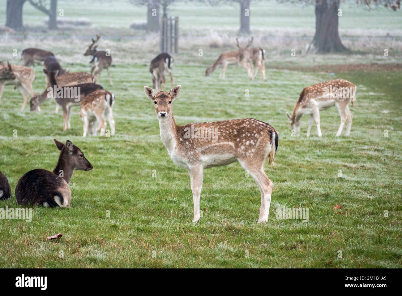 Young fallow deer in the winter in Richmond Park, Surrey, UK Stock ...