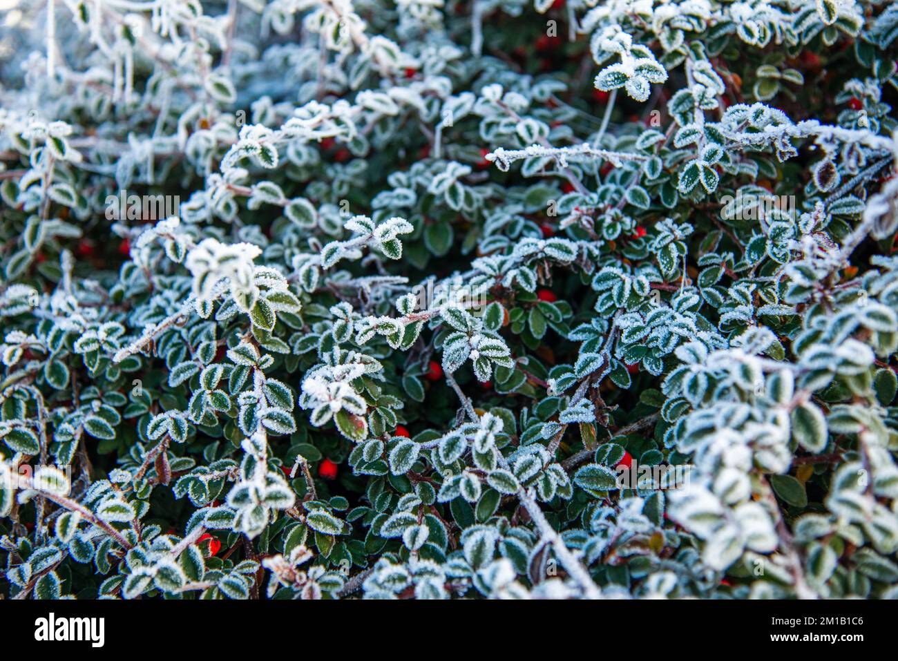 Green vegetation and other objects covered with frost , after frost in ...