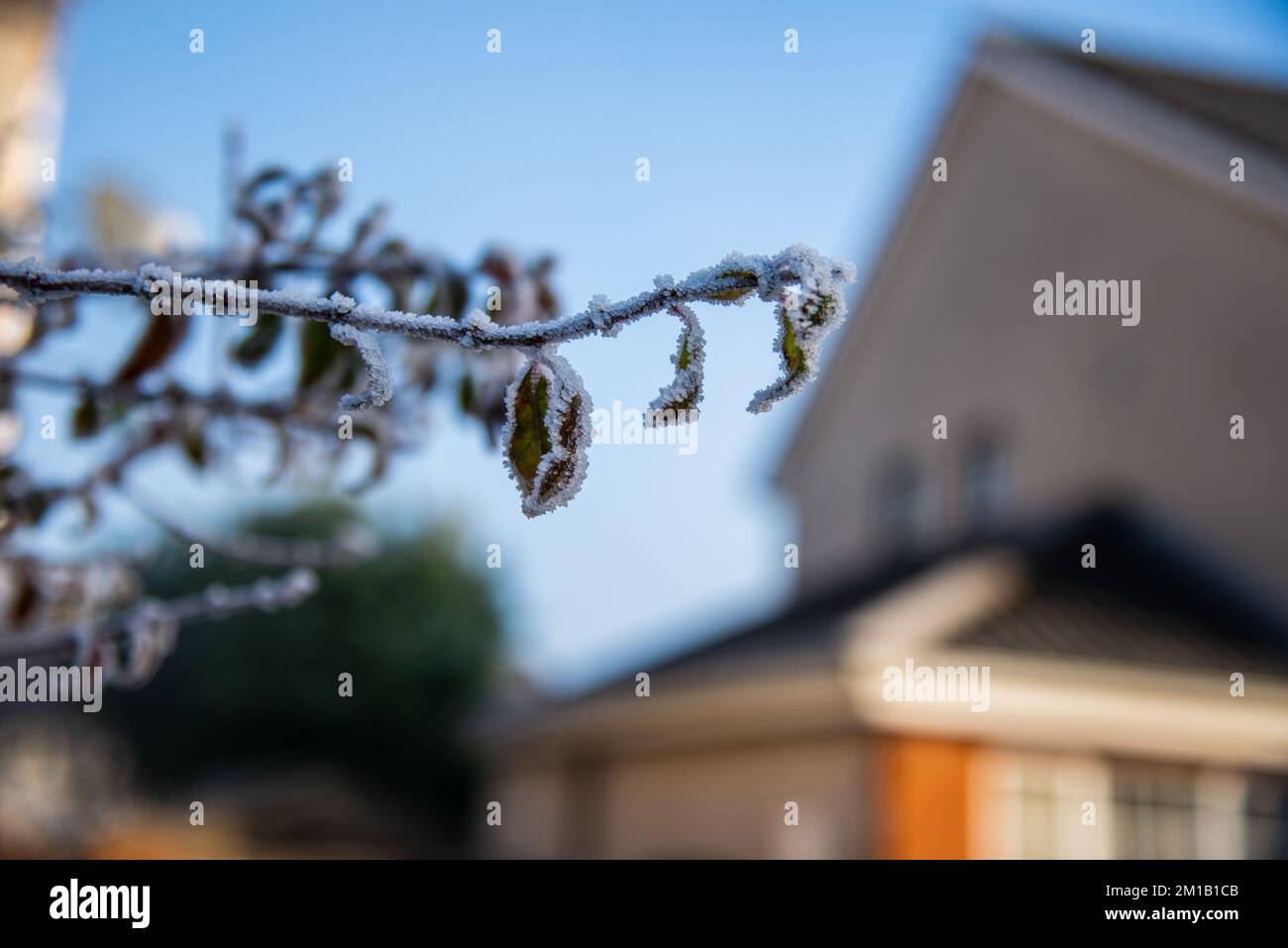 Green vegetation and other objects covered with frost , after frost in ...