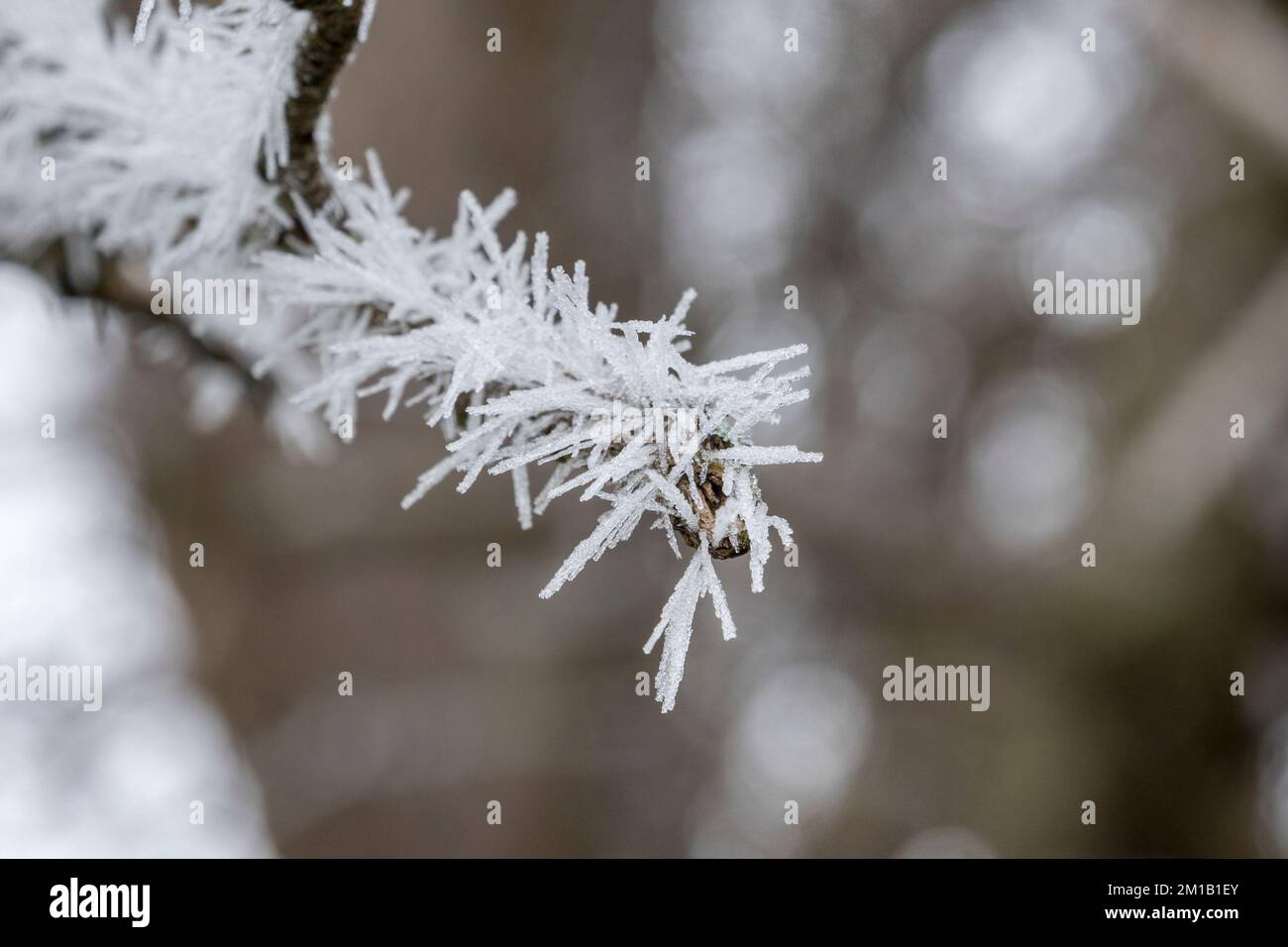 Beautiful ice crystal columns formed onbushes in Richmond Park, UK ...