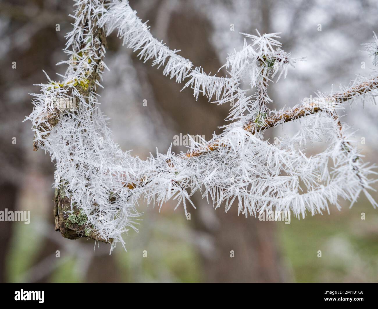 Beautiful ice crystal columns formed onbushes in Richmond Park, UK ...