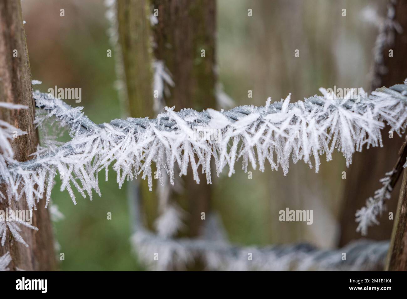 Beautiful ice crystal columns formed onbushes in Richmond Park, UK ...
