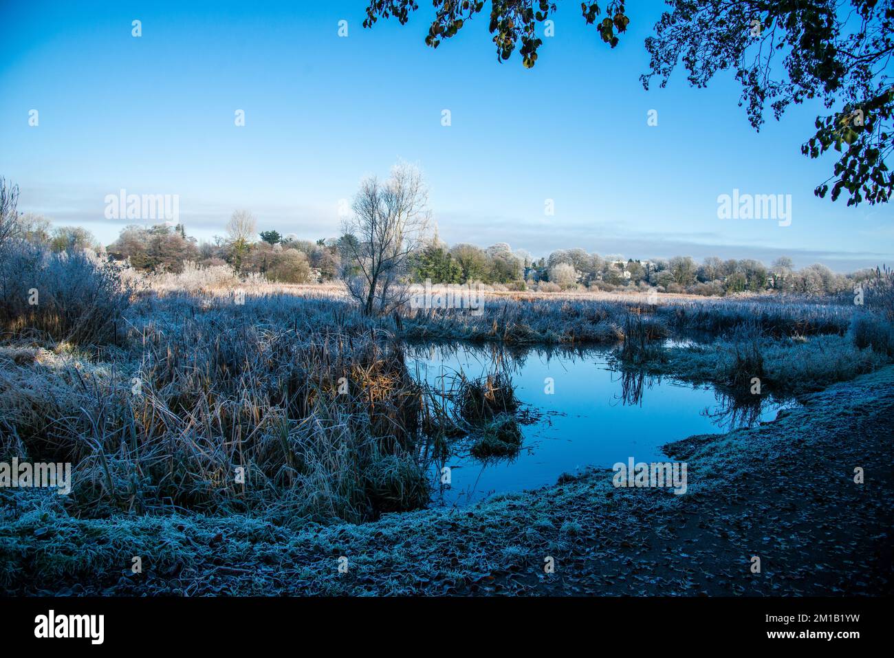 Green vegetation and other objects covered with frost , after frost in ...