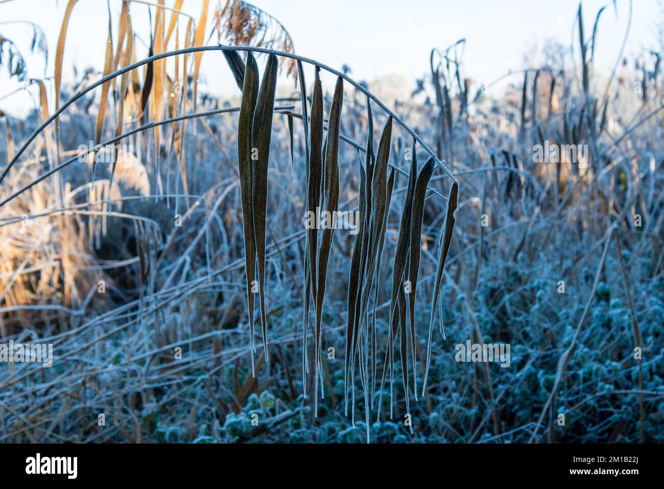 Green vegetation and other objects covered with frost , after frost in ...