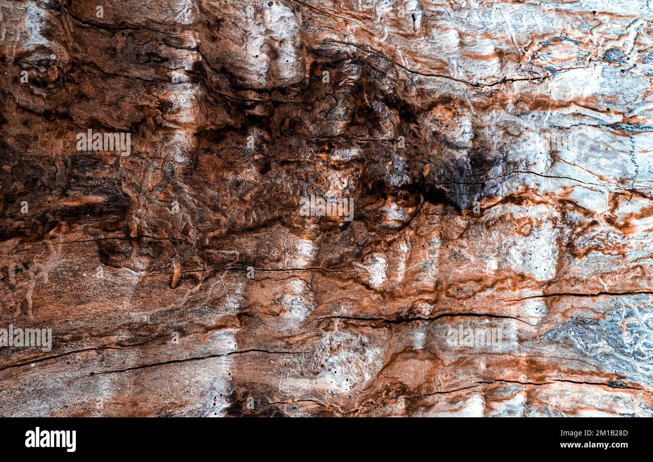 Plane tree trunk. Close-up of tree bark. Texture of tree trunk ...