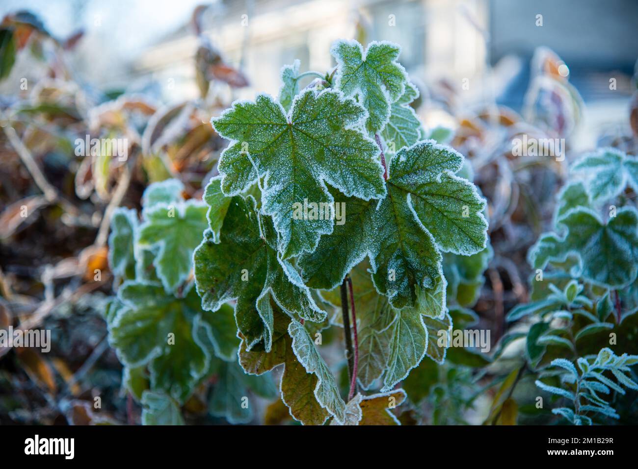 Green vegetation and other objects covered with frost , after frost in ...