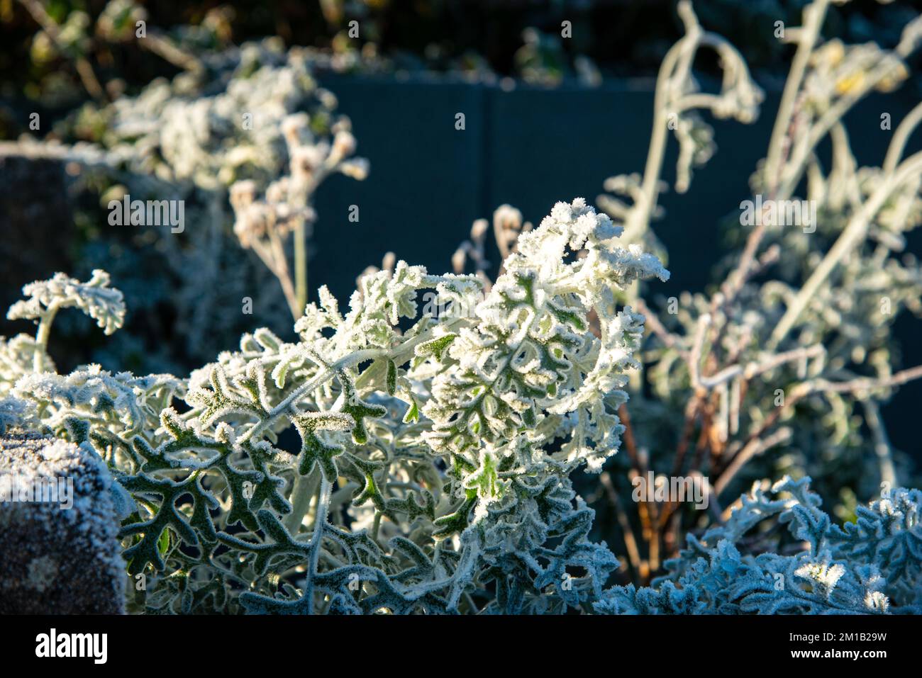 Green vegetation and other objects covered with frost , after frost in ...
