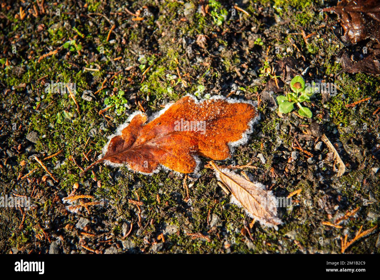 Green vegetation and other objects covered with frost , after frost in ...