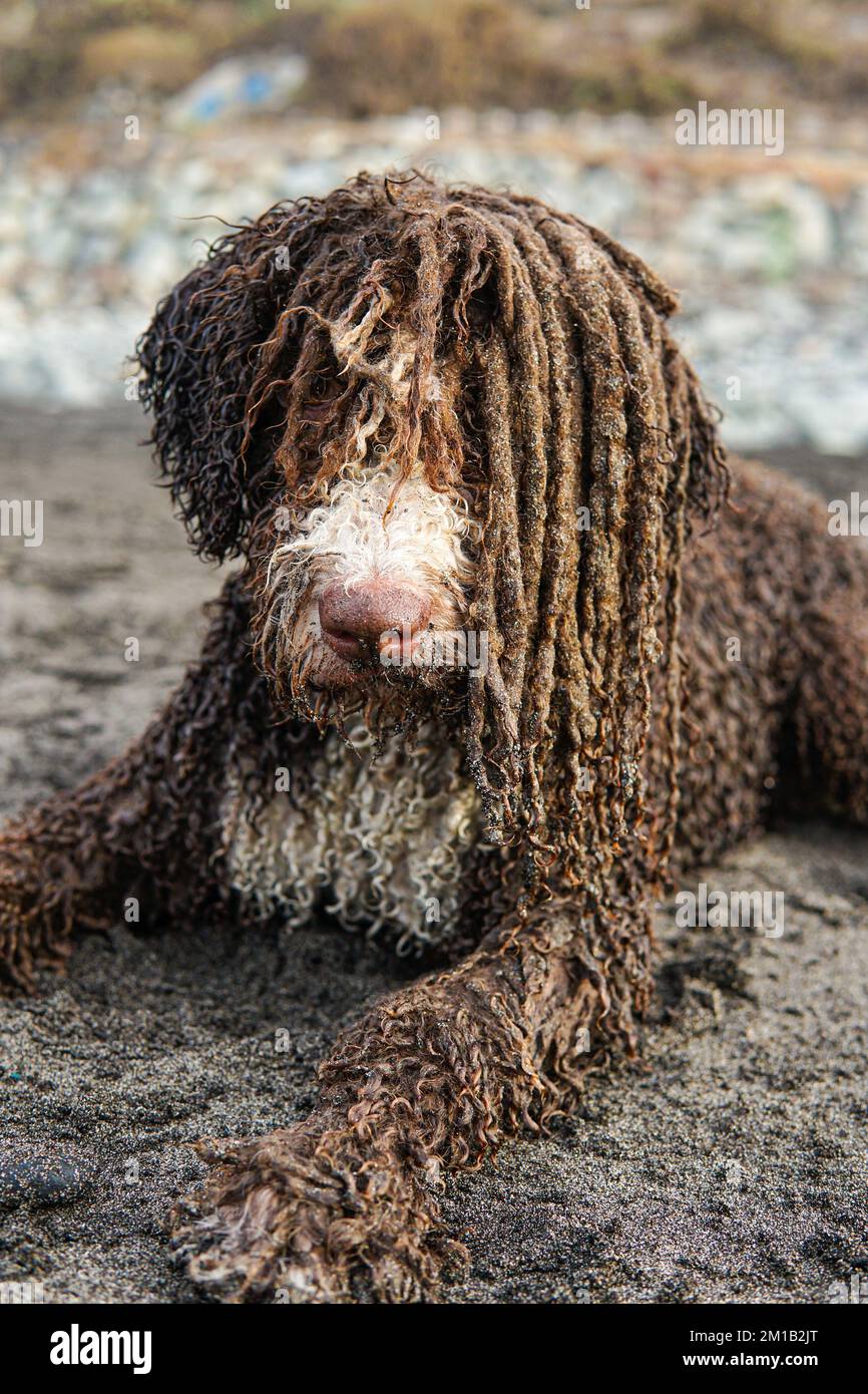 A vertical closeup shot of a messy brown dog covered in mud Stock Photo ...