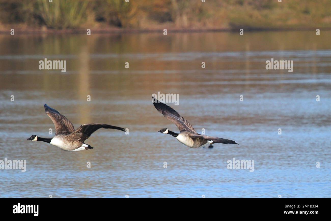 Two Canada geese (Branta canadensis) in flight. Just taking off as a ...