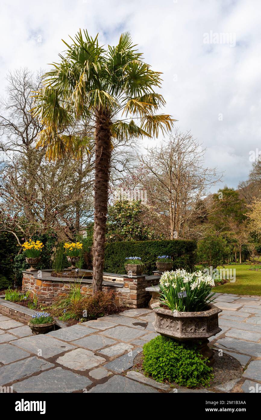 Palm tree and Spring planting in the Exotic Garden, RHS Rosemoor, Devon ...