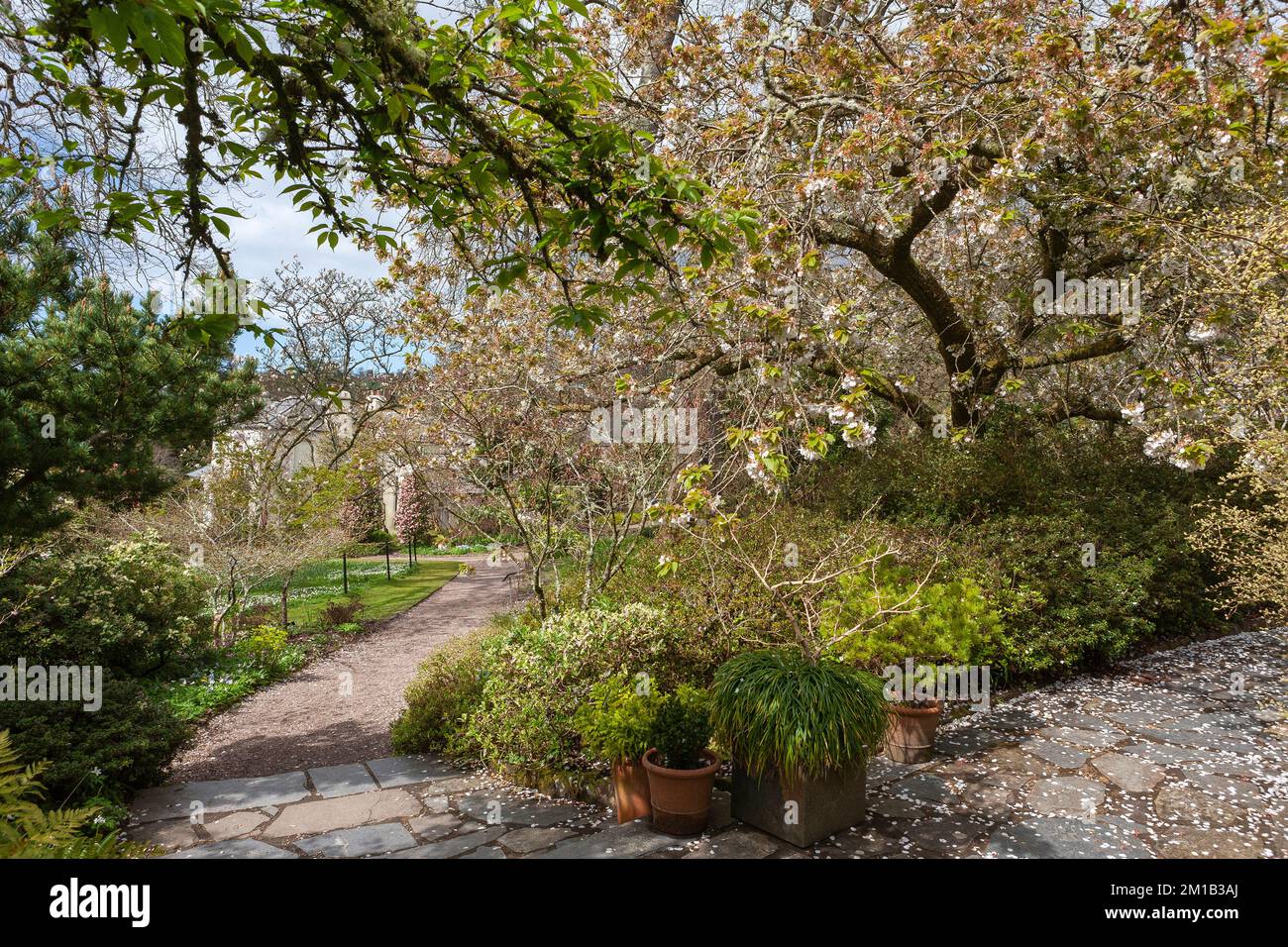 Blossoming cherry (Japanese Flowering Cherry 'Tai-haku') in the Cherry ...