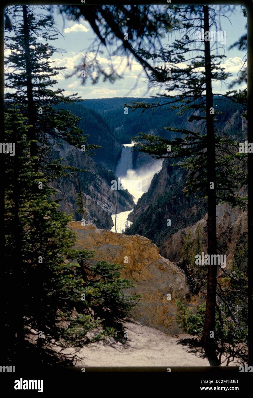View through trees of Lower Yellowstone Falls, Yellowstone National ...