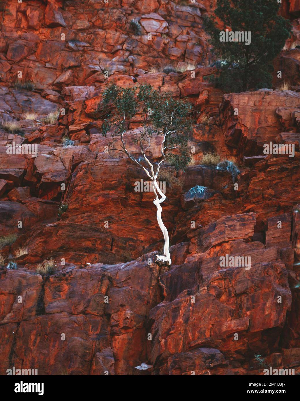 A vertical of a lone eucalyptus tree growing on red rocks, Central ...