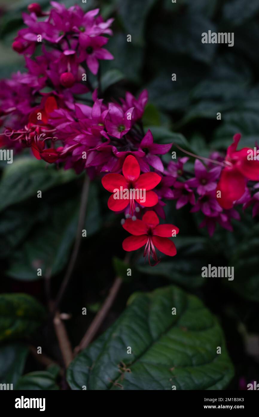 A vertical closeup of red and violet flaming glorybowers in the garden ...