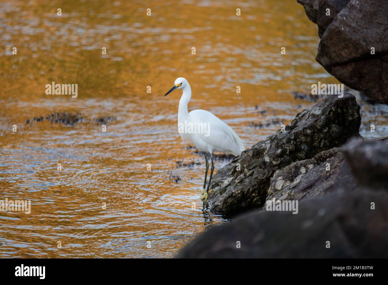 A snowy egret standing on a stone near water reflecting sunlight ...