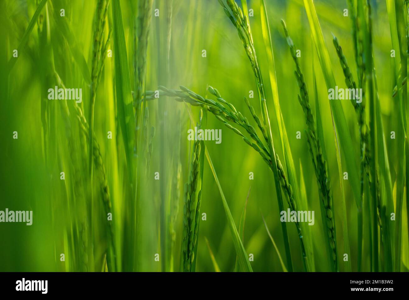 Closeup ripening rice paddy hi-res stock photography and images - Alamy