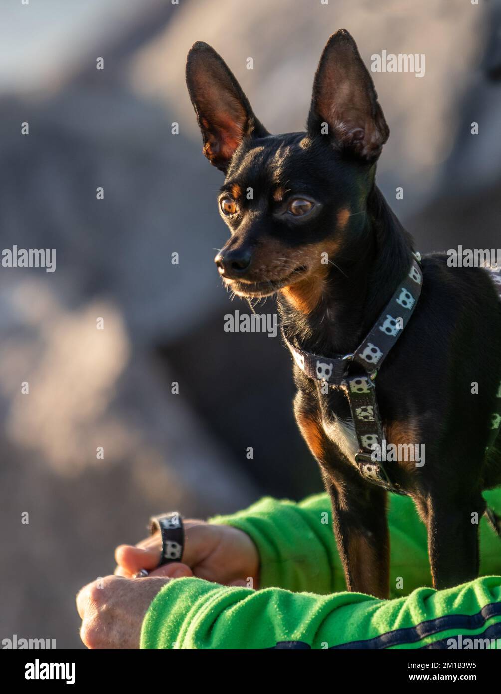 A vertical closeup of a small Prague ratter with hands holding it ...