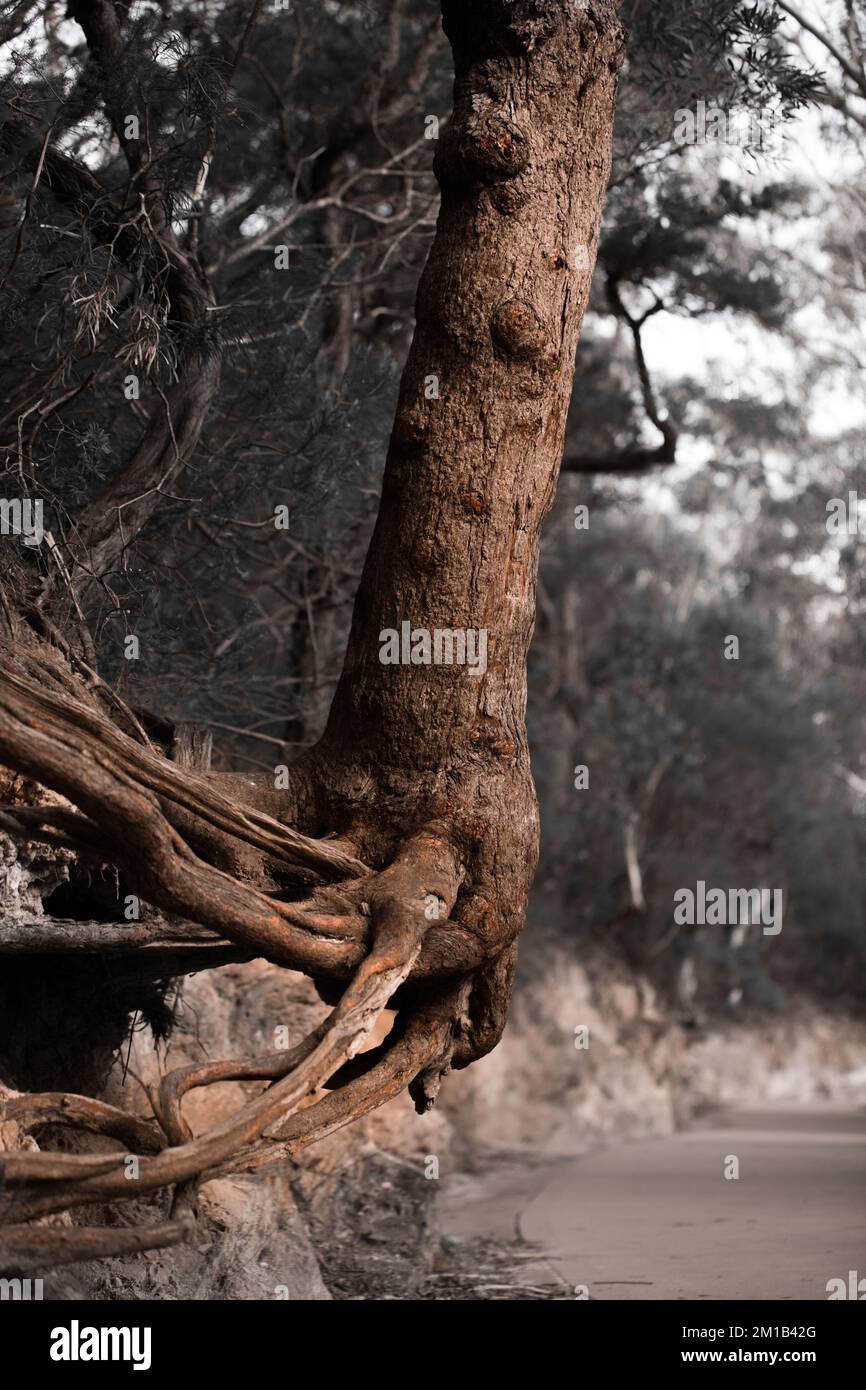 A vertical of a creepy tree in a forest on a gloomy day with blurred ...