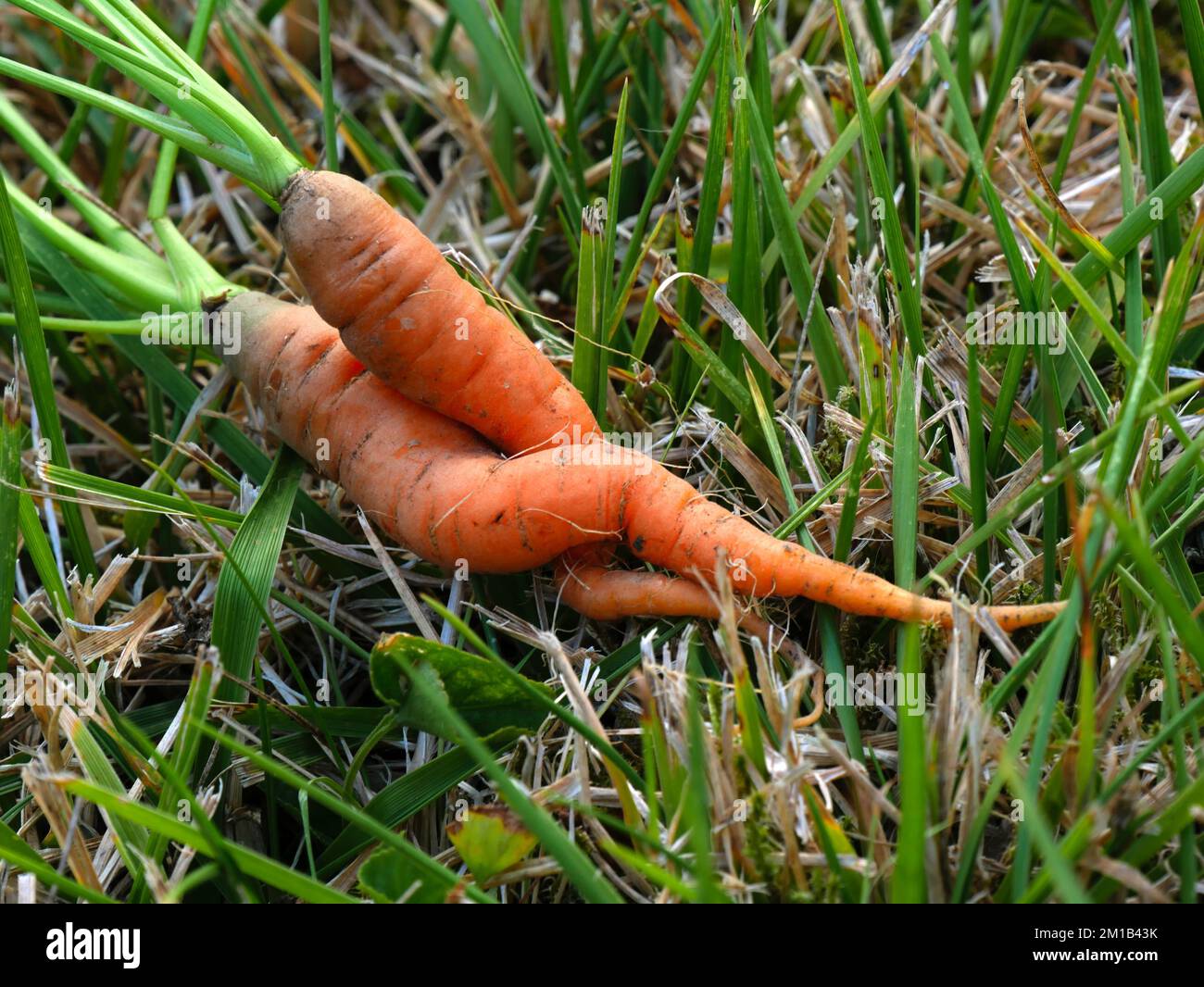 A closeup shot of two interwined carrots that look like people kissing ...