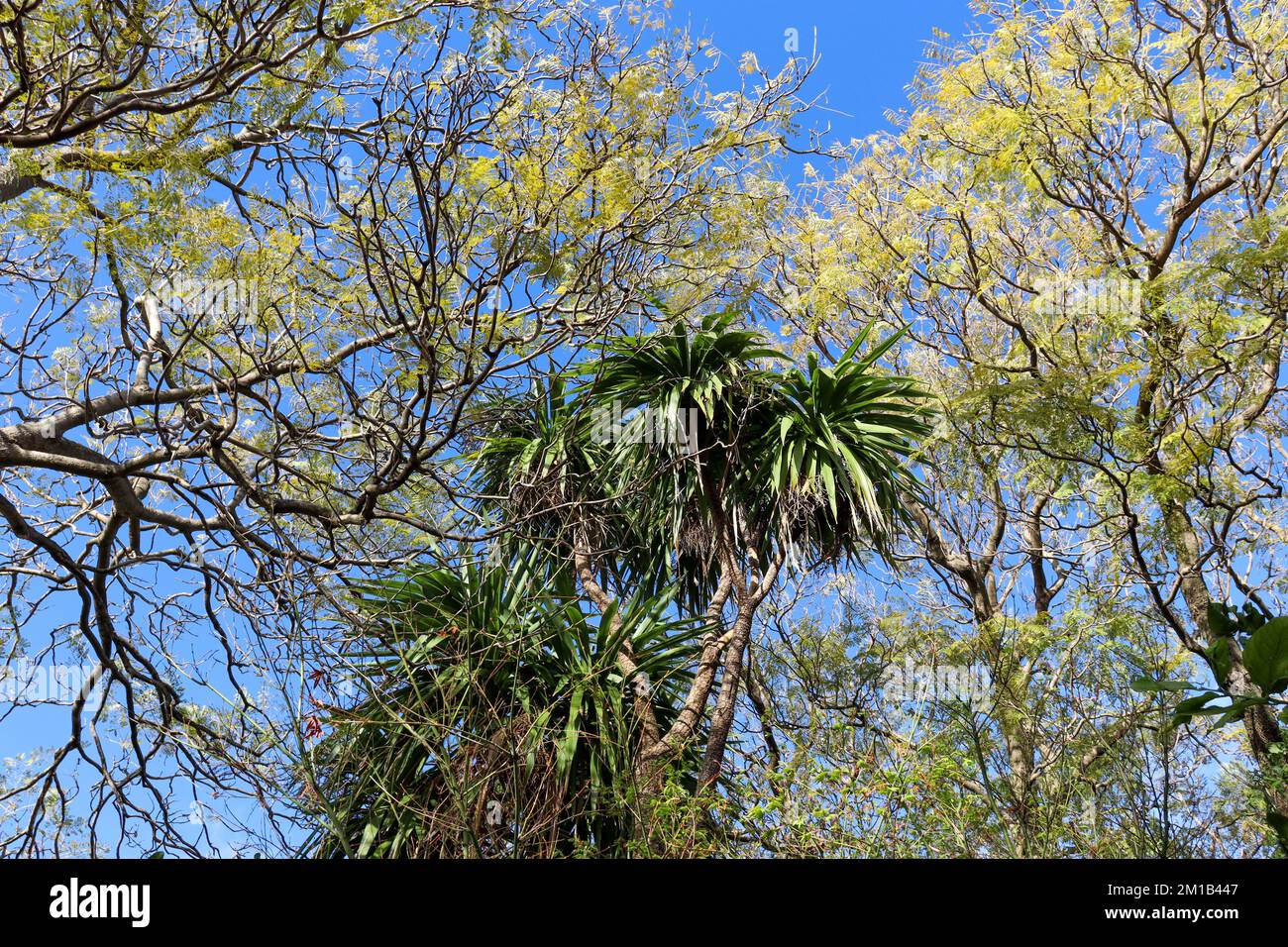 A low angle shot of jacaranda and dracaena trees under a blue sky Stock ...