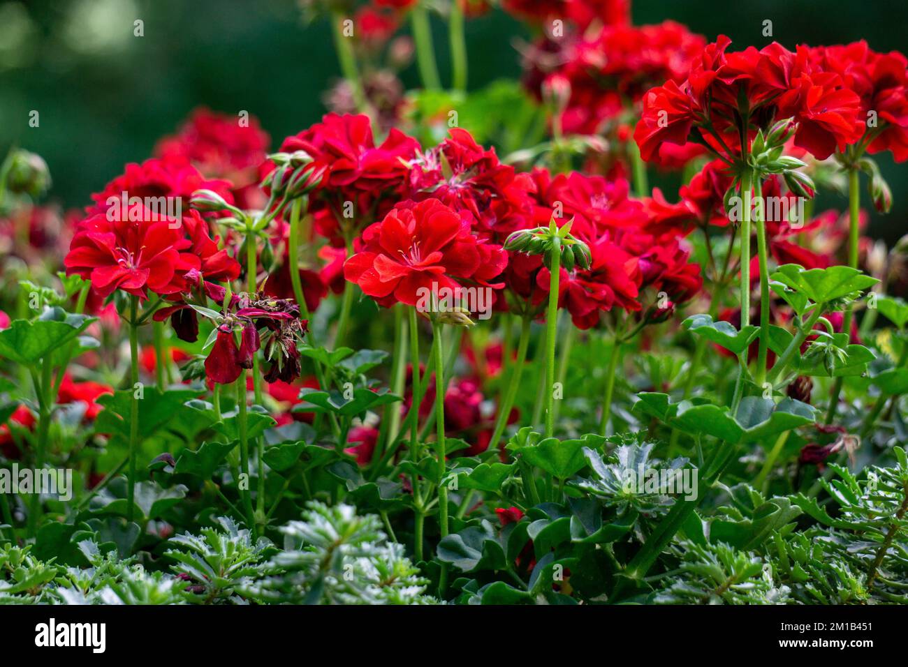 The red geraniums in the garden Stock Photo - Alamy