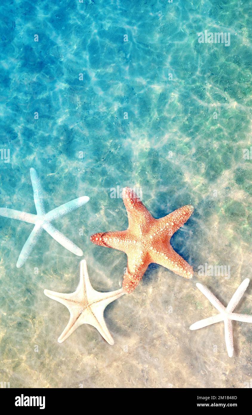 Starfish on the summer beach in sea water. Summer background. Summer ...