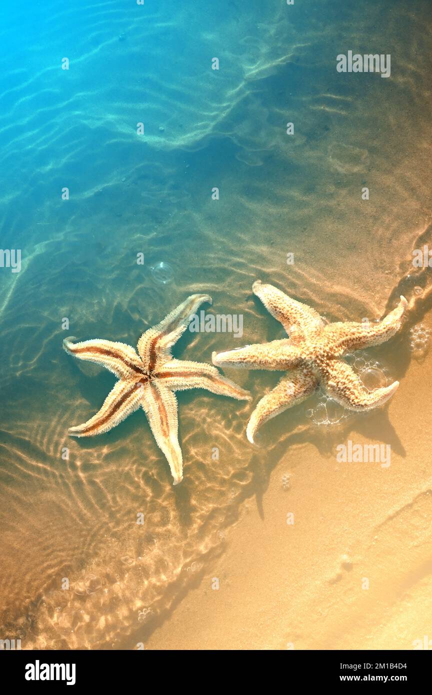Starfish on the summer beach in sea water. Summer background. Summer ...