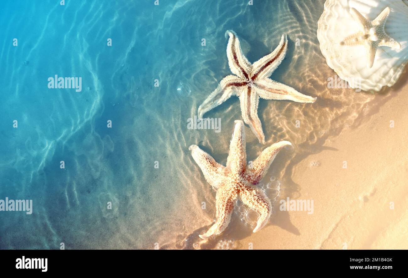 Starfish and seashell on the summer beach in sea water. Summer ...