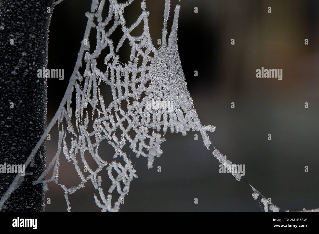 Icicles on a frozen spider web caused by freezing temperatures. The Met ...