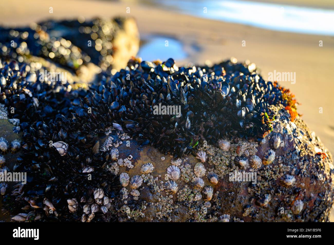 Colony of mussels edible bivalve molluscs on underwater rocks visible ...