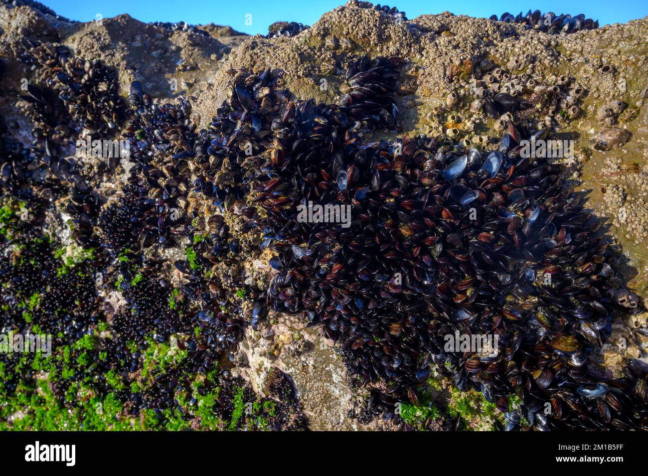 Colony of mussels edible bivalve molluscs on underwater rocks visible ...