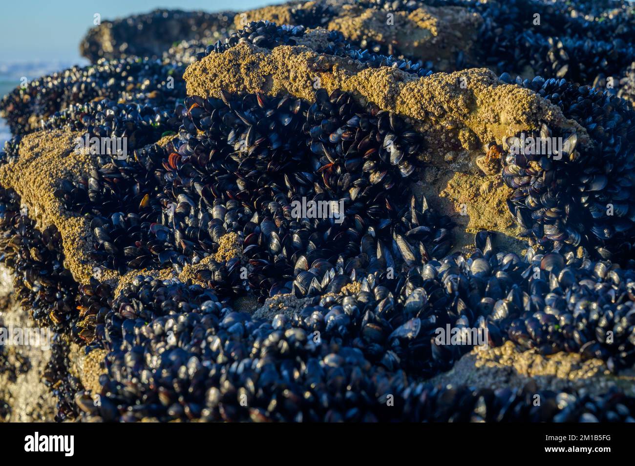 Colony of mussels edible bivalve molluscs on underwater rocks visible ...
