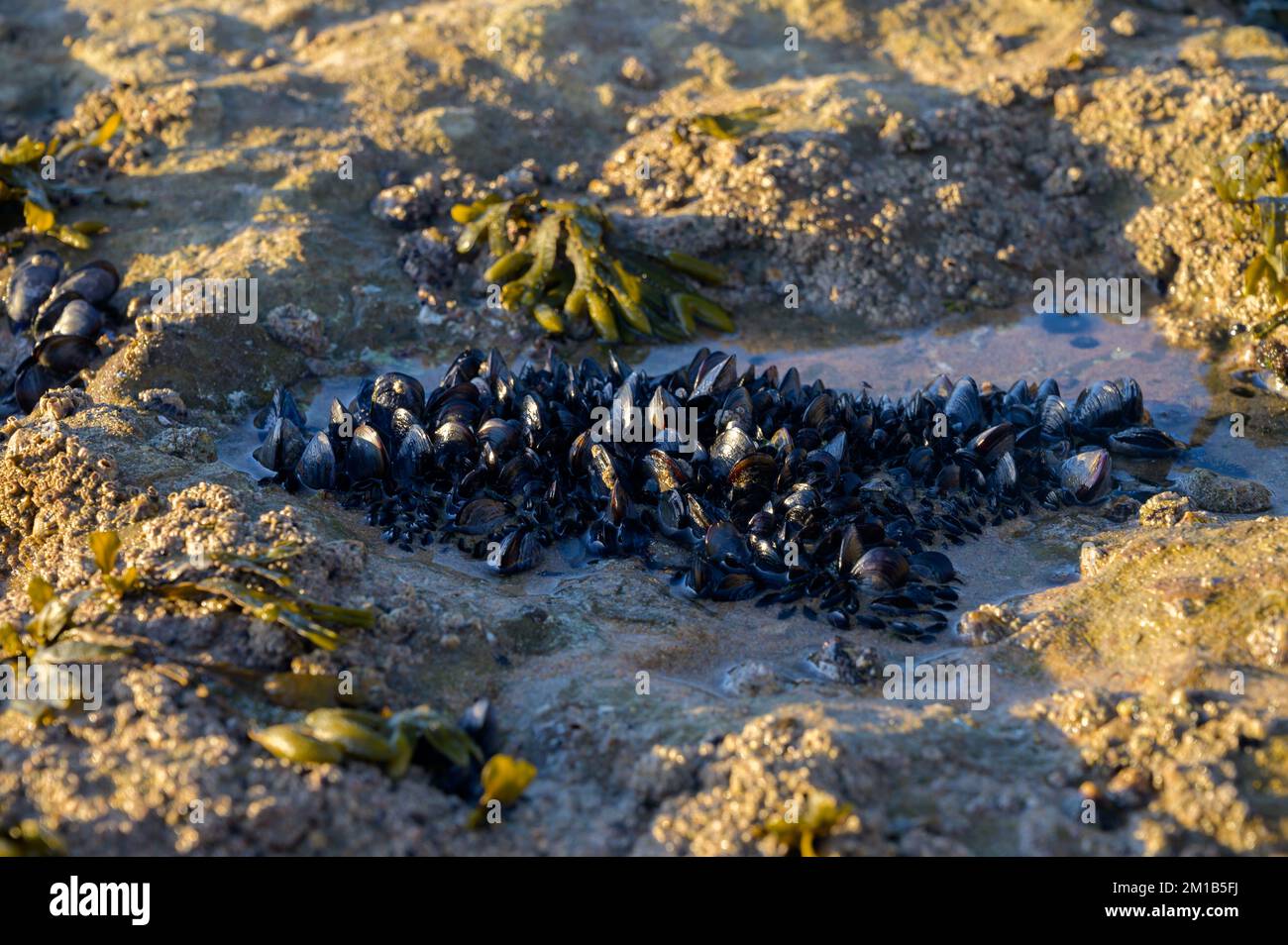 Colony of mussels edible bivalve molluscs on underwater rocks visible during low tide on sandy ...