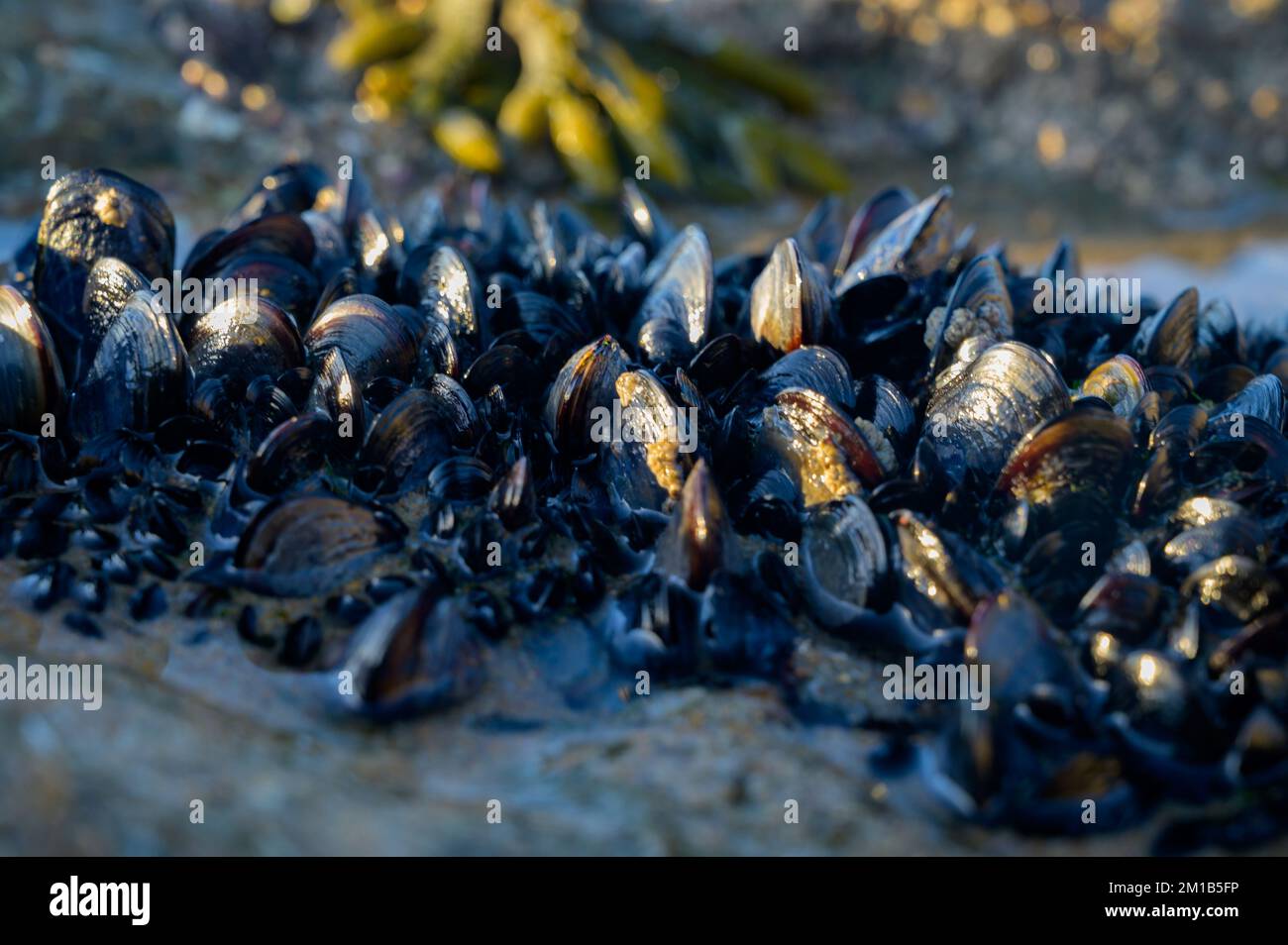 Colony of mussels edible bivalve molluscs on underwater rocks visible ...