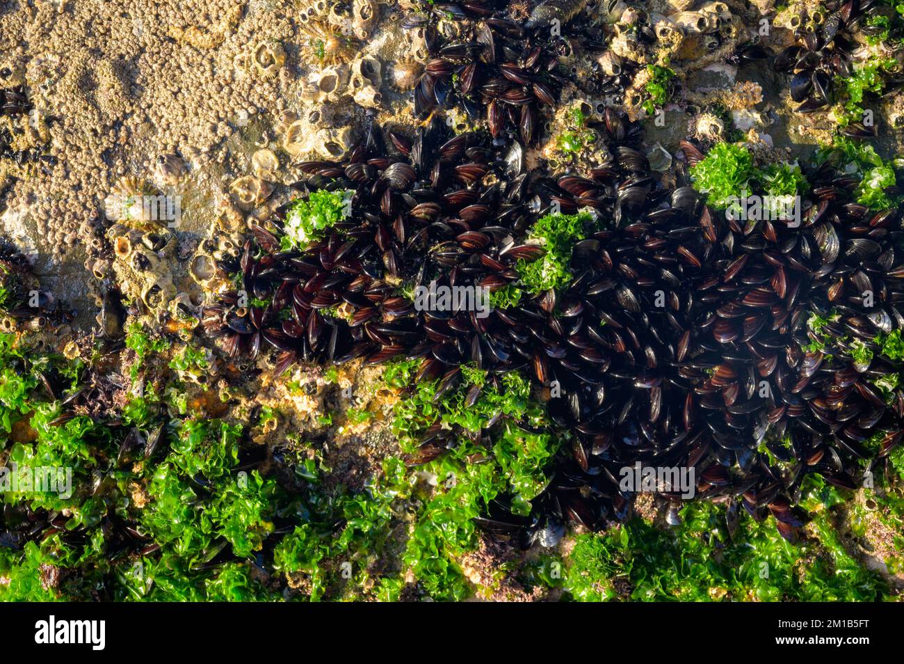 Colony of mussels edible bivalve molluscs on underwater rocks visible ...