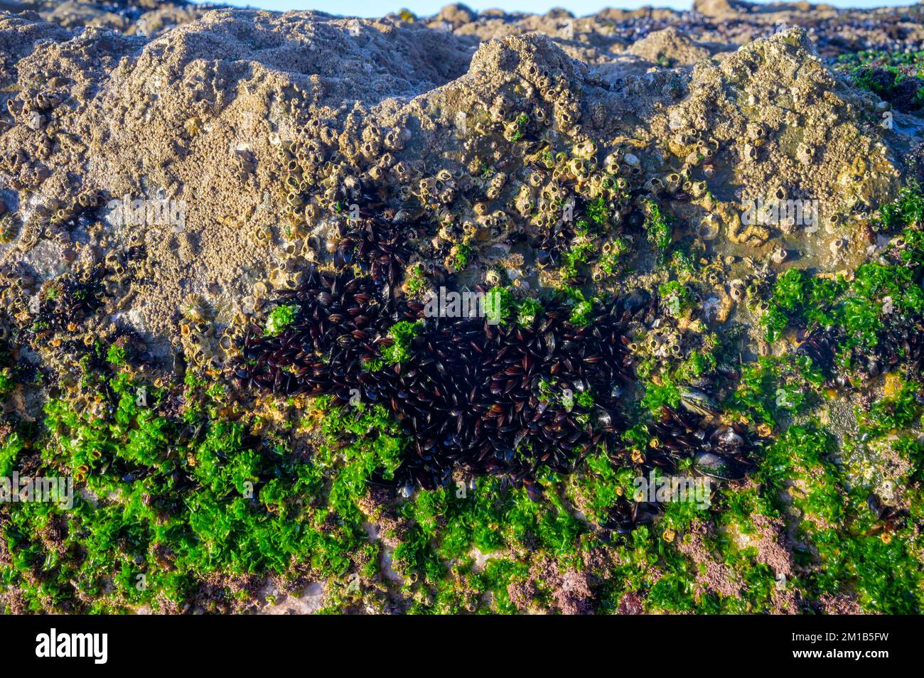 Colony of mussels edible bivalve molluscs on underwater rocks visible ...
