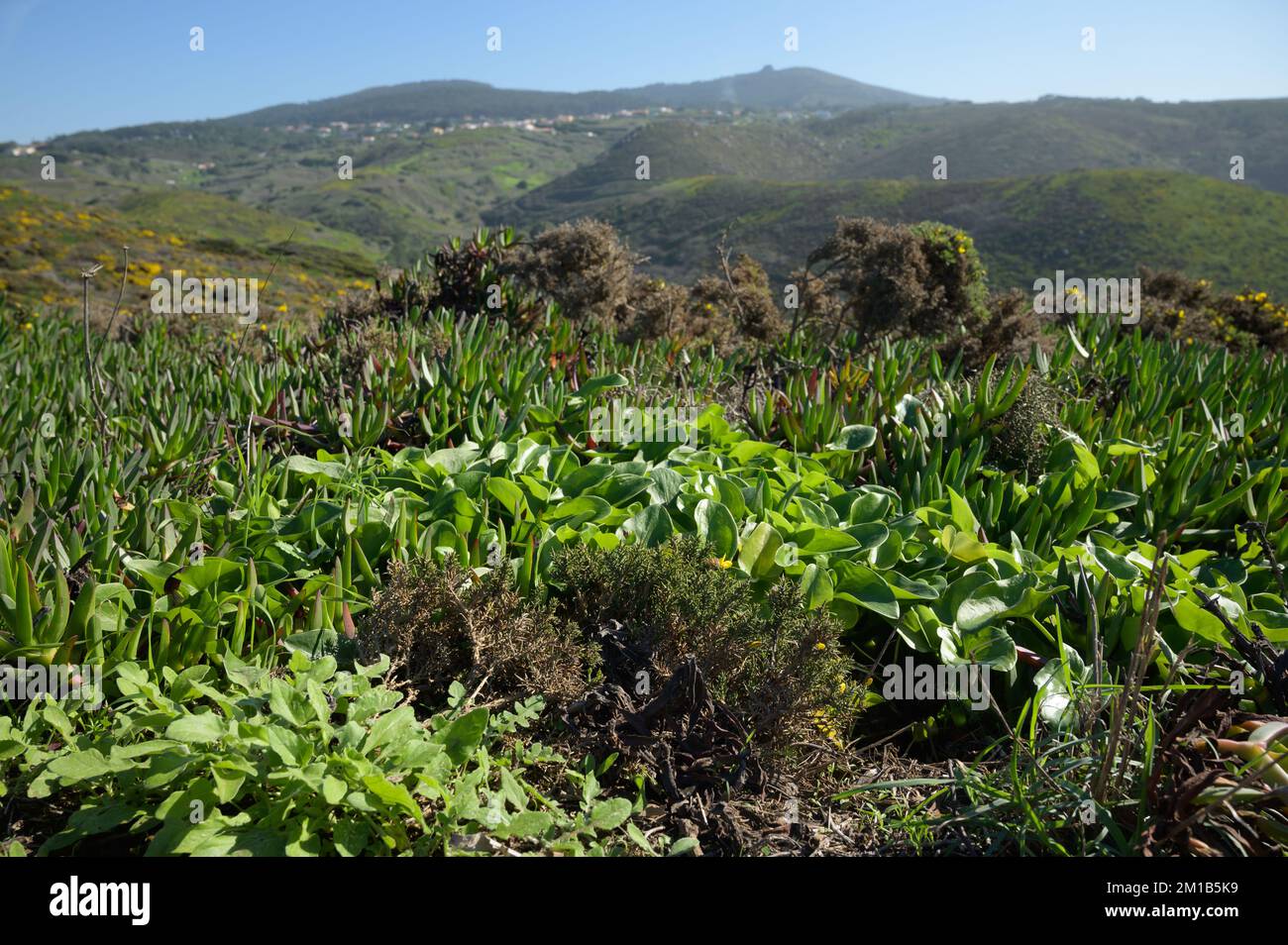 Nature background, plants and flowers growing in autumn on Atlantic ...