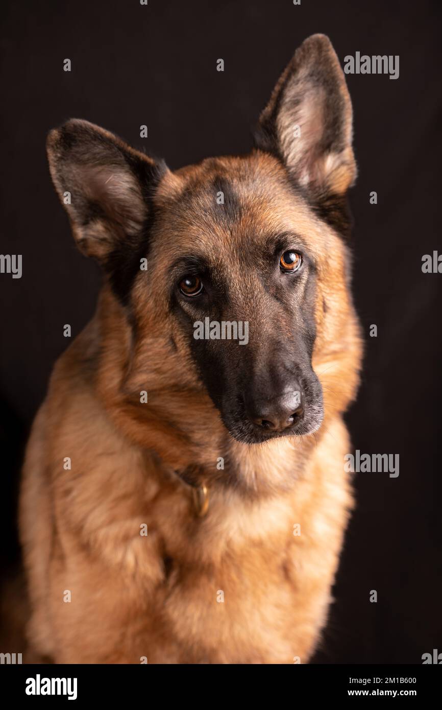 Dog german shepherd portrait deutscher Schäferhund, dark background ...