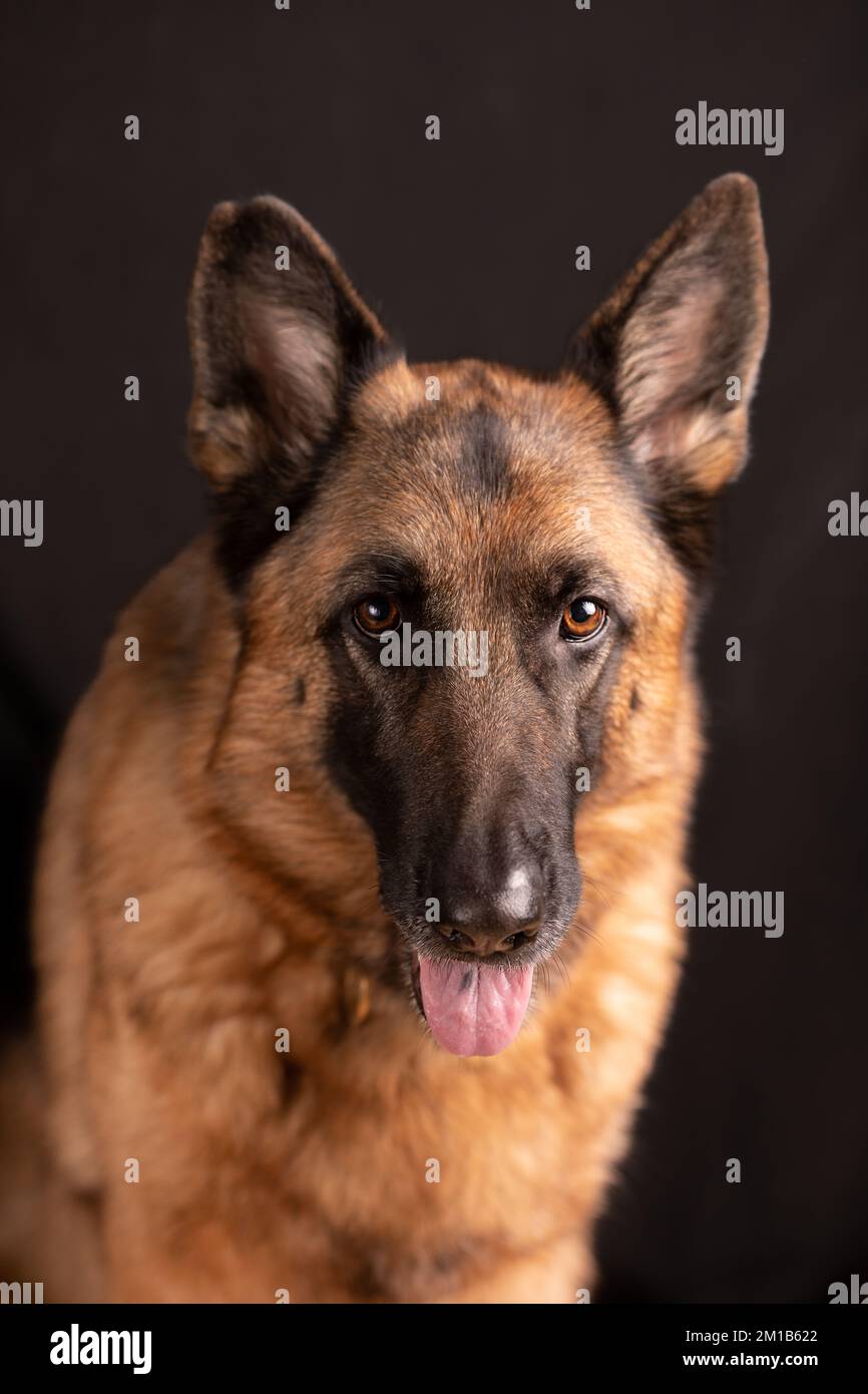 Dog german shepherd portrait deutscher Schäferhund, dark background ...
