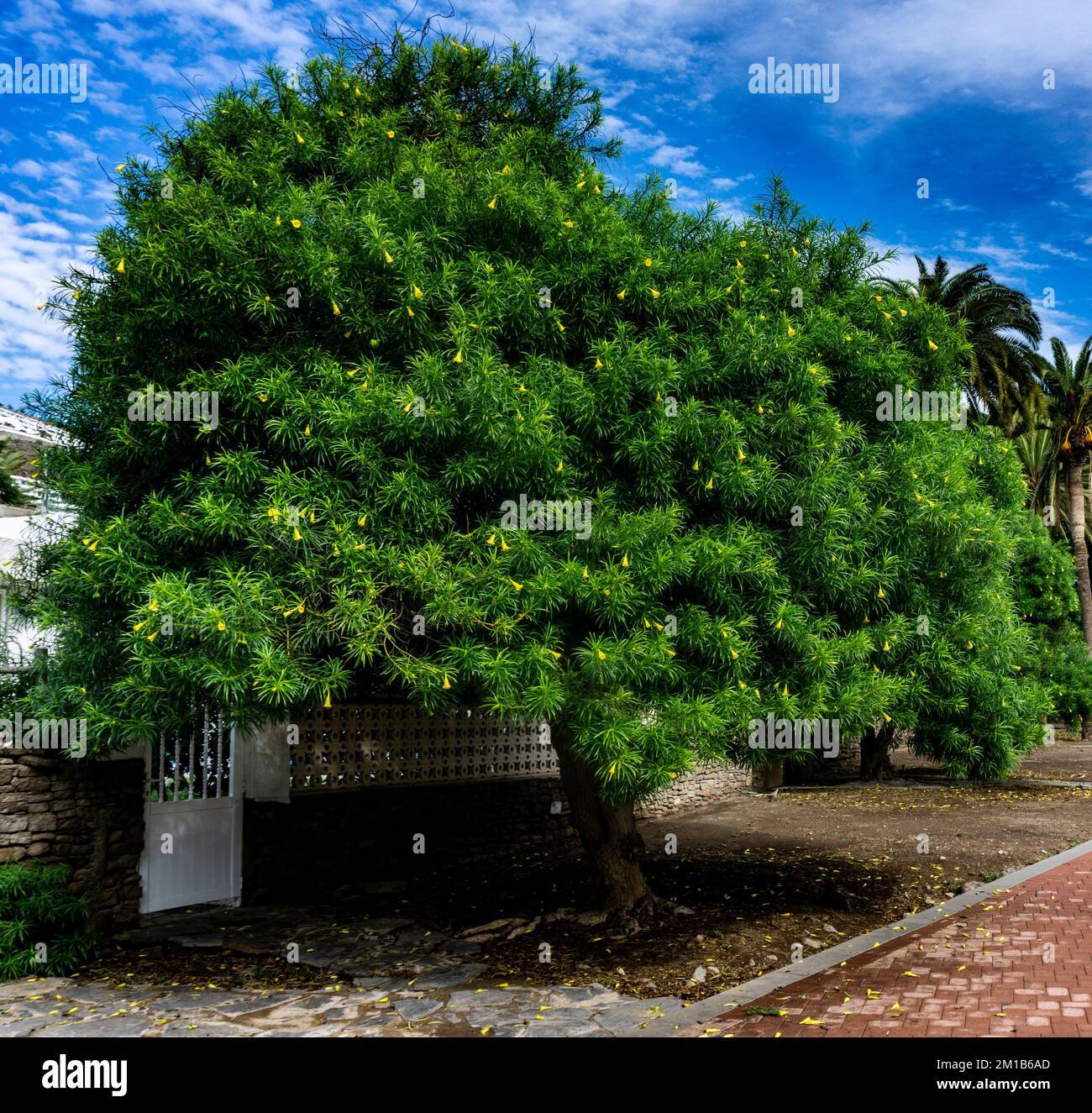 Bright and beautiful, the yellow oleander tree (Cascabela thevetia ...