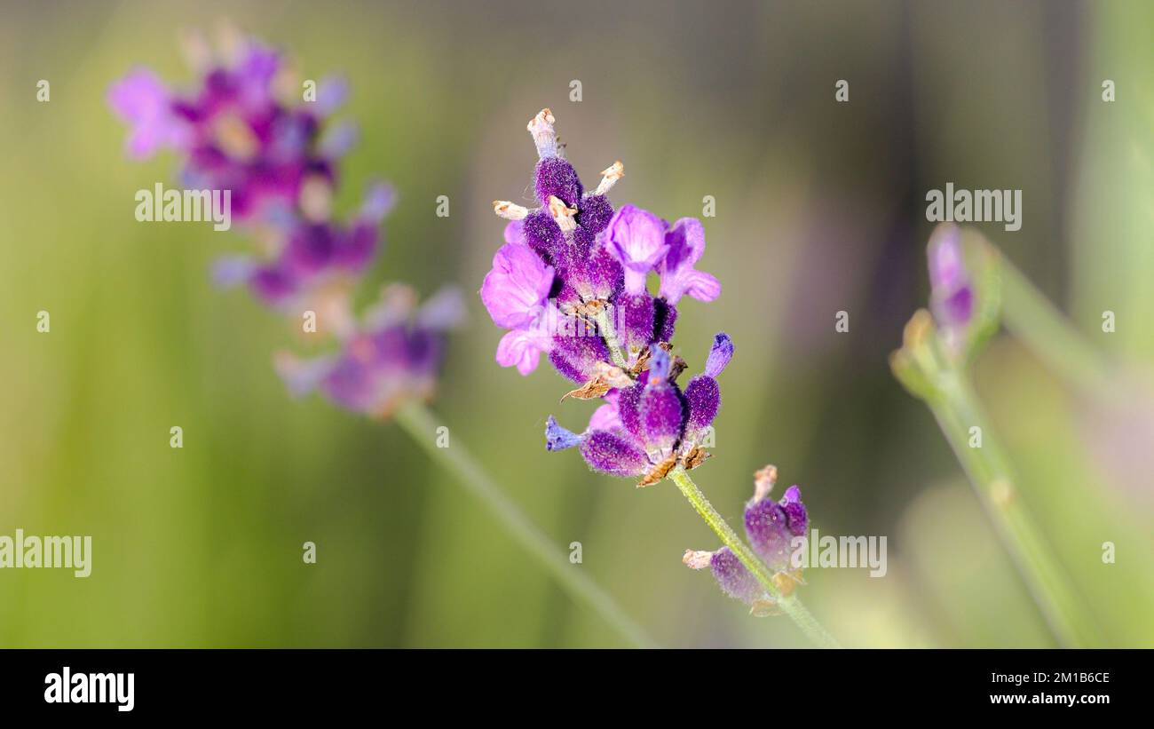Plants in the world Stock Photo - Alamy