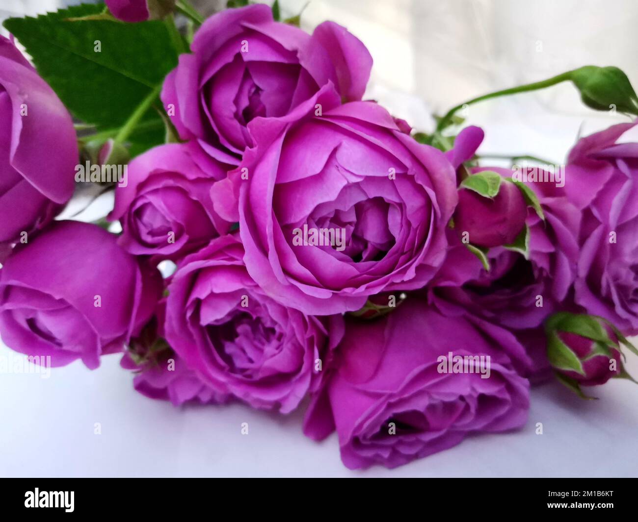 Magenta roses bouquet detail closeup Stock Photo - Alamy